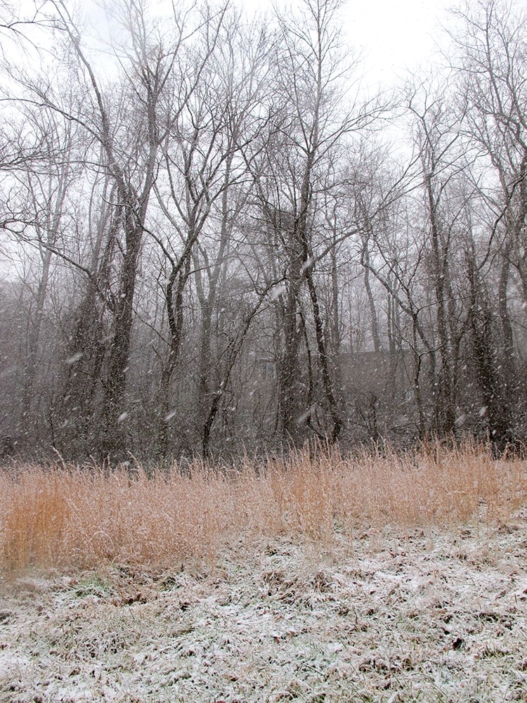 A Snow Globe, Shook - Asia Suler