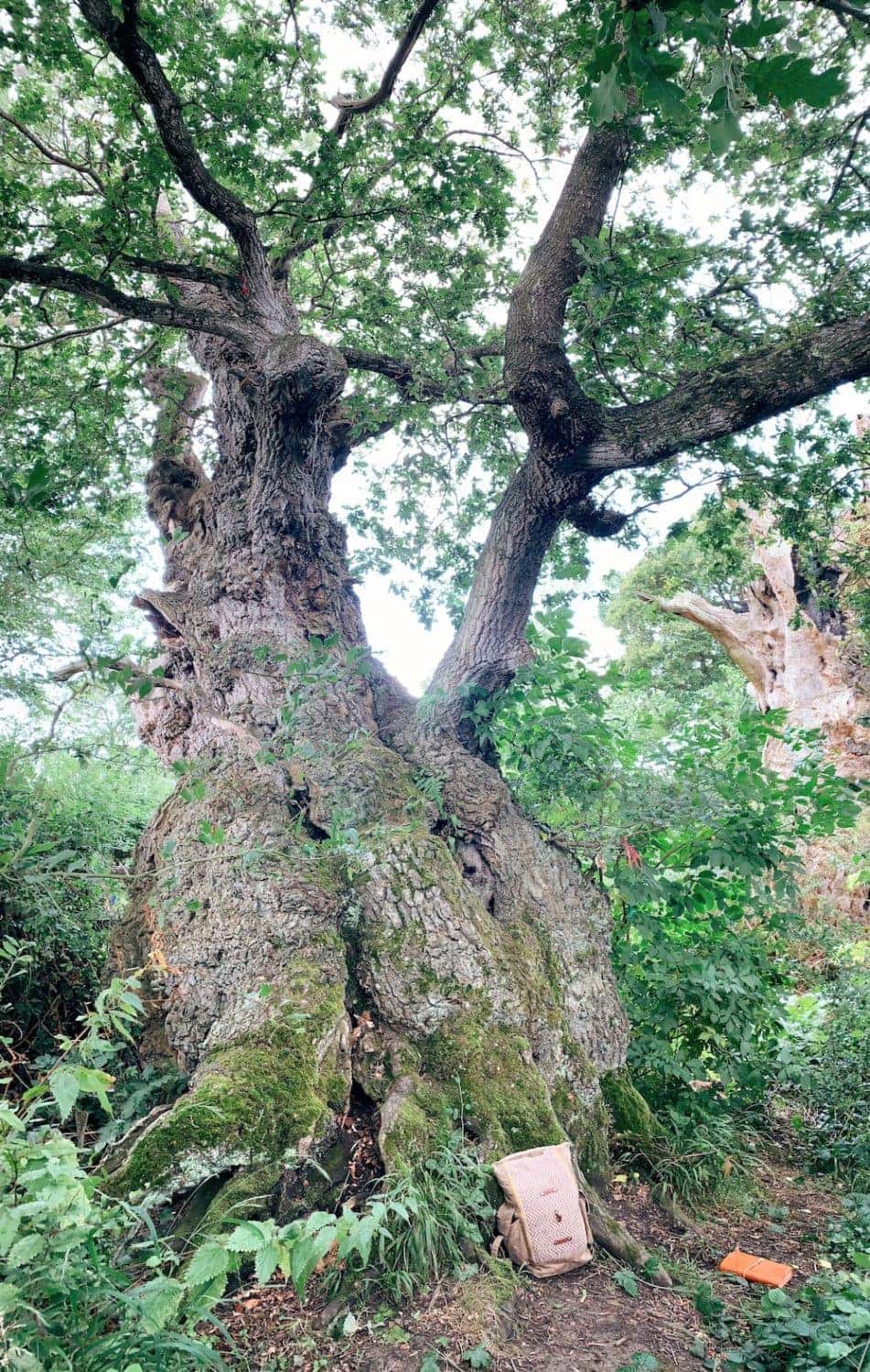 Pilgrimage Project: England - Asia Suler