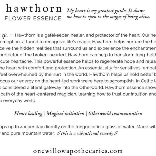 Hawthorn Flower Essence - Asia Suler